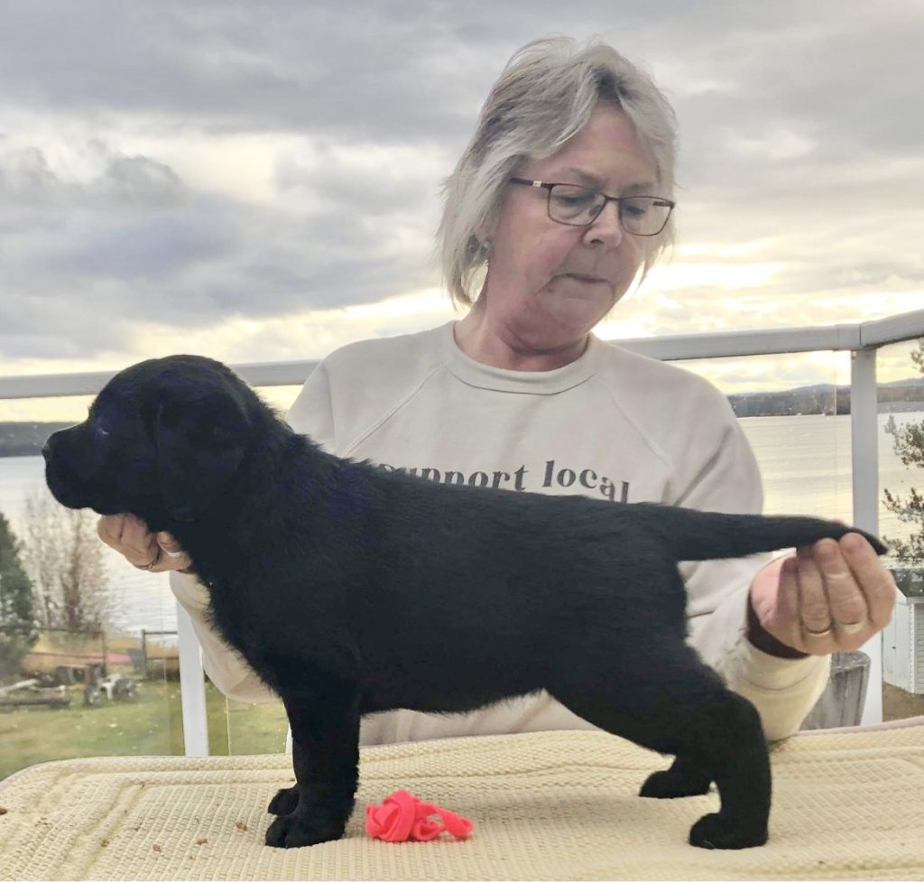 Sleeman – Thomashenry Reg. Perm.